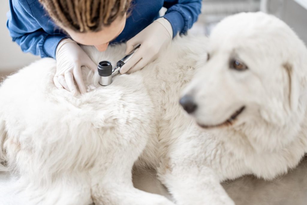 Grasmijten bij honden veroorzaken vervelende jeuk | Dierentips